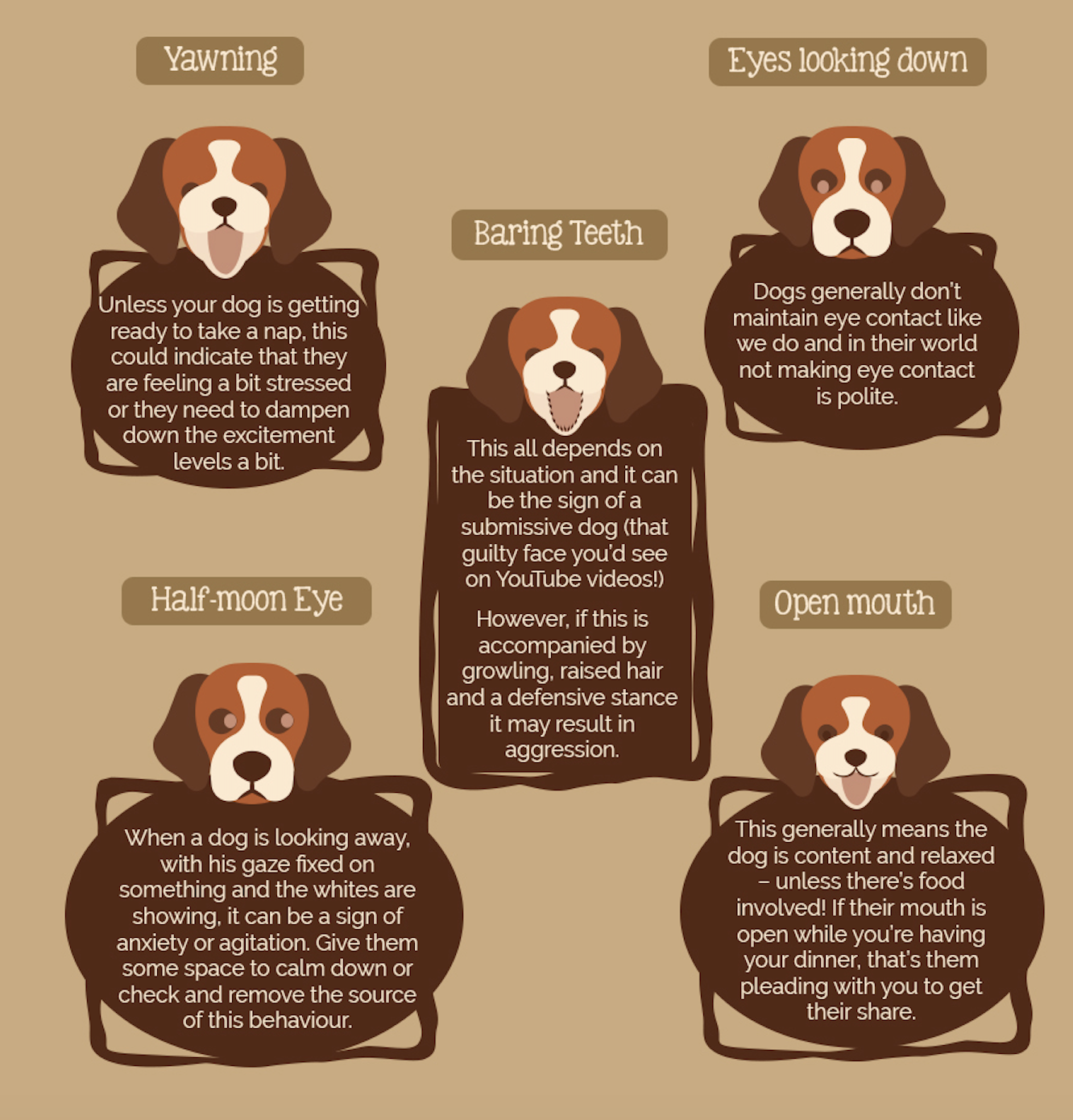 Laura Welch Dog Trainer Decoding Your Dog Facial Expressions Part 1 Laura Welch Dog Trainer Decoding Your Dog Facial Expressions Part 1