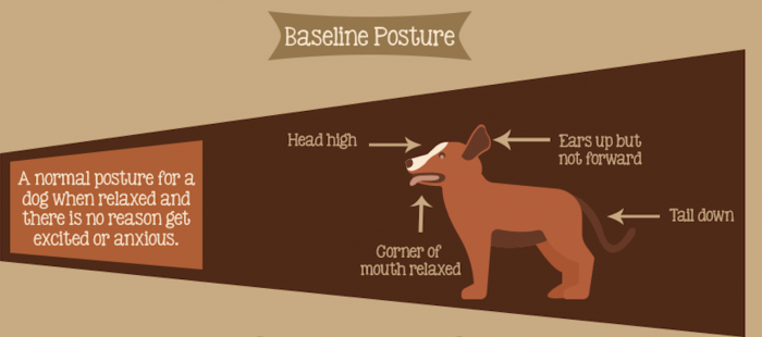 Laura Welch Dog Trainer | Decoding your dog Body Posture (Part 2 ...