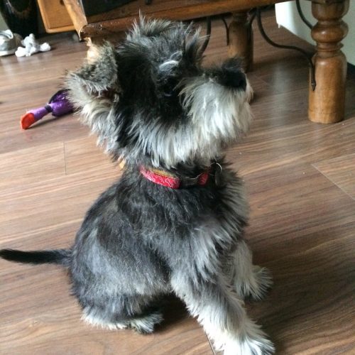 Laura Welch Dog Trainer | Gallery